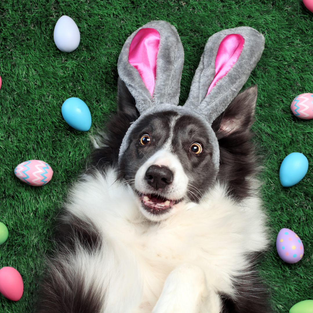 Build Your Pet's Easter Basket - Feeders Pet Supply