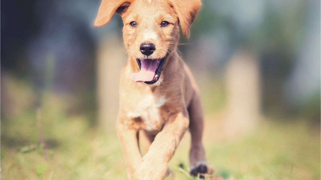Keeping Your Puppy Entertained: The Benefits of Training and Enrichment ...