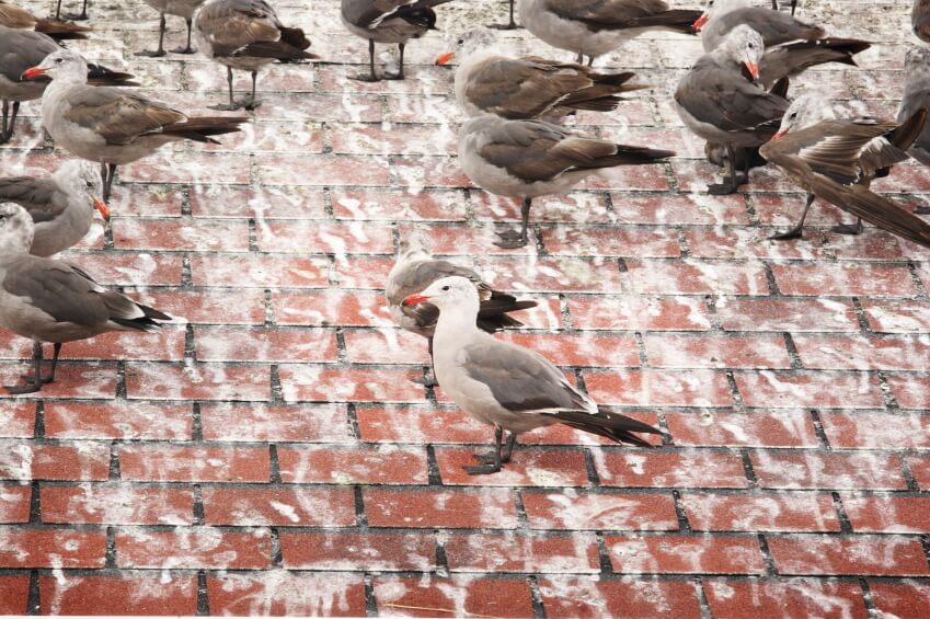 Anti Gull Spikes: The Proven Seagull Deterrent - Bird B Gone LLC