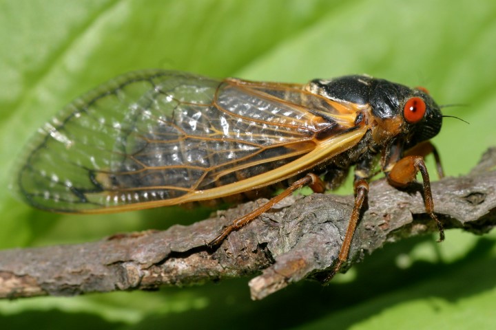 2021: The Year of the Cicada and How to Stop Them - Bird B Gone LLC