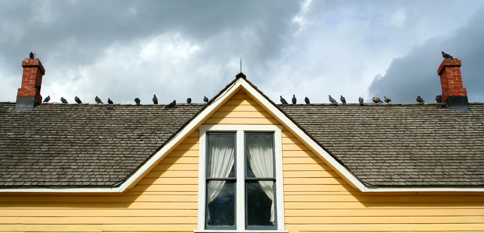 The Ultimate Roof Spikes Guide for Roosting Birds - Bird B Gone LLC