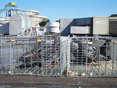 Catch and Release Bird Traps Remove Pest Birds Humanely - Bird B Gone LLC