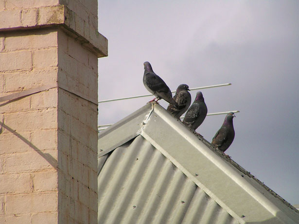 Got Pigeons? Get Pigeon Control Products - Bird B Gone LLC