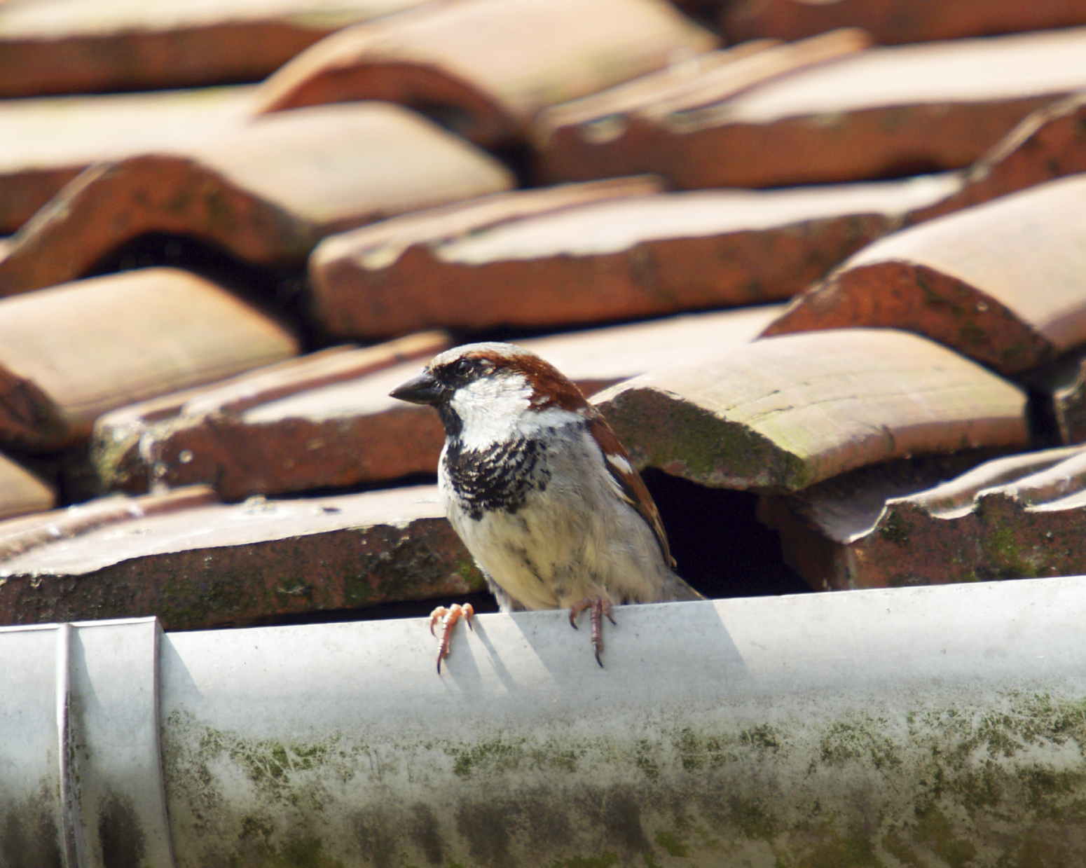 House Sparrows in Spring, How They Can Cause Havoc on Your Building ...