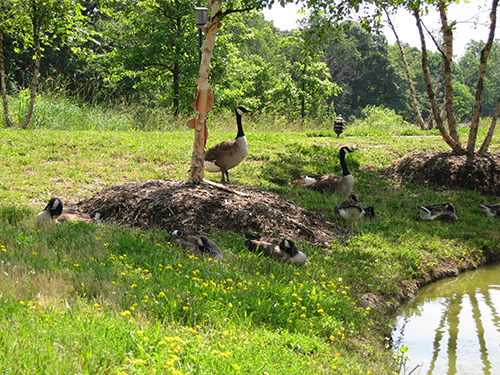 Humane Controls Urged to End Senseless Killing of Geese - Bird B Gone LLC