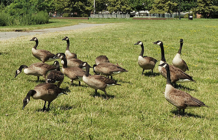 How to Keep Geese Away with Goose Repellent - Bird B Gone LLC