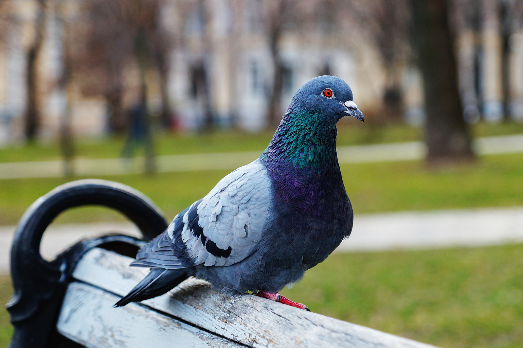 Know your Pest Bird, Know How to Get Rid of It - Bird B Gone LLC