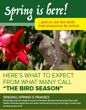 Spring Birds are Here. Infographic - Bird B Gone LLC