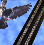 Two New Patents Awarded for Bird-B-Gone's Bird Jolt Flat Track System ...