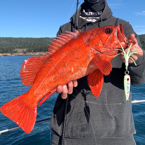 UV Bora Jig