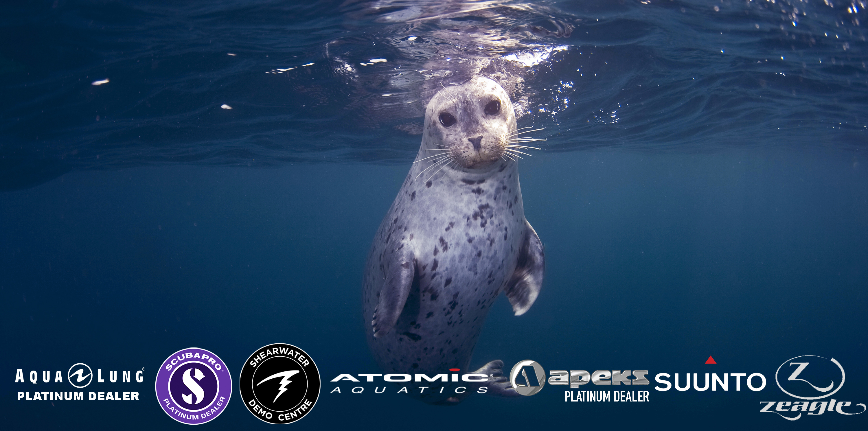 Eco Dive Center | Los Angeles PADI & SDI Scuba Certification & Dive Shop