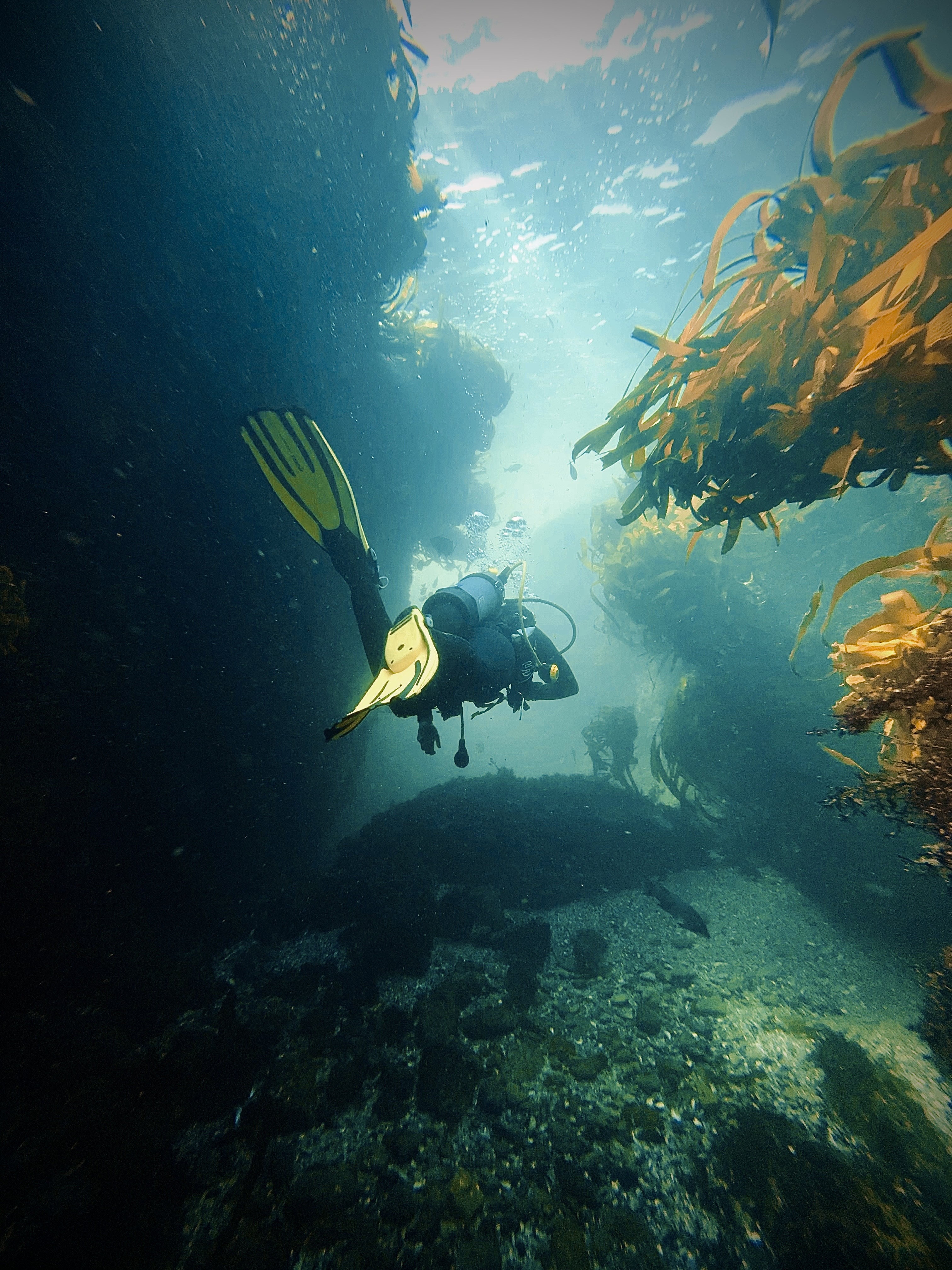 Just Got Certified? Check Out Socal's Top Dive Spots & Tips for New ...