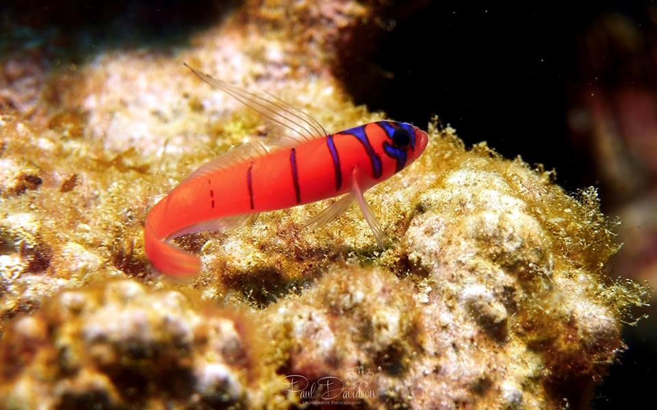Blue Banded Goby - SCUBA CENTER: DiveCenter.com in Los Angeles ...