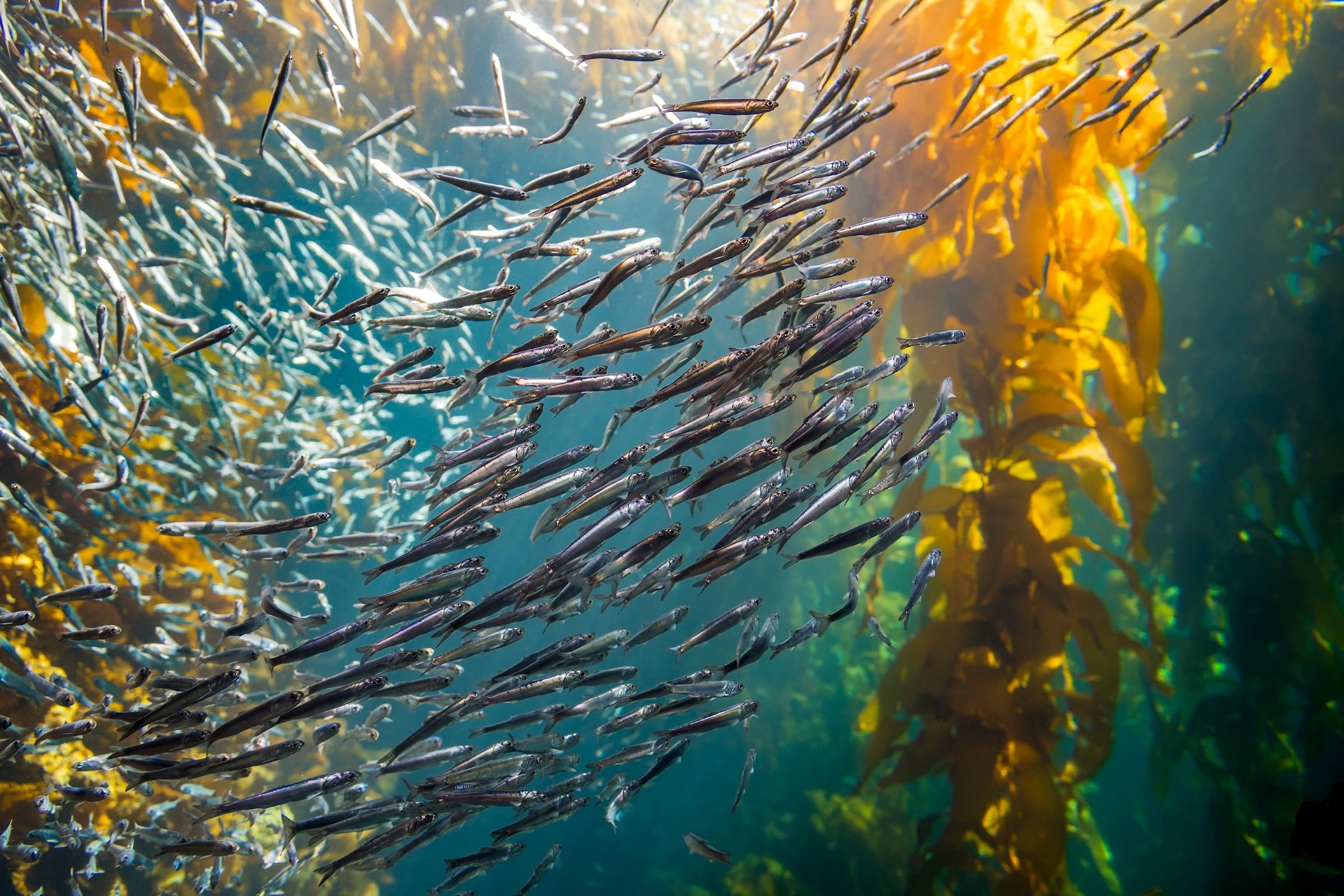 Beneath the Waves: Discover the Fascinating Fish of California’s Coast ...