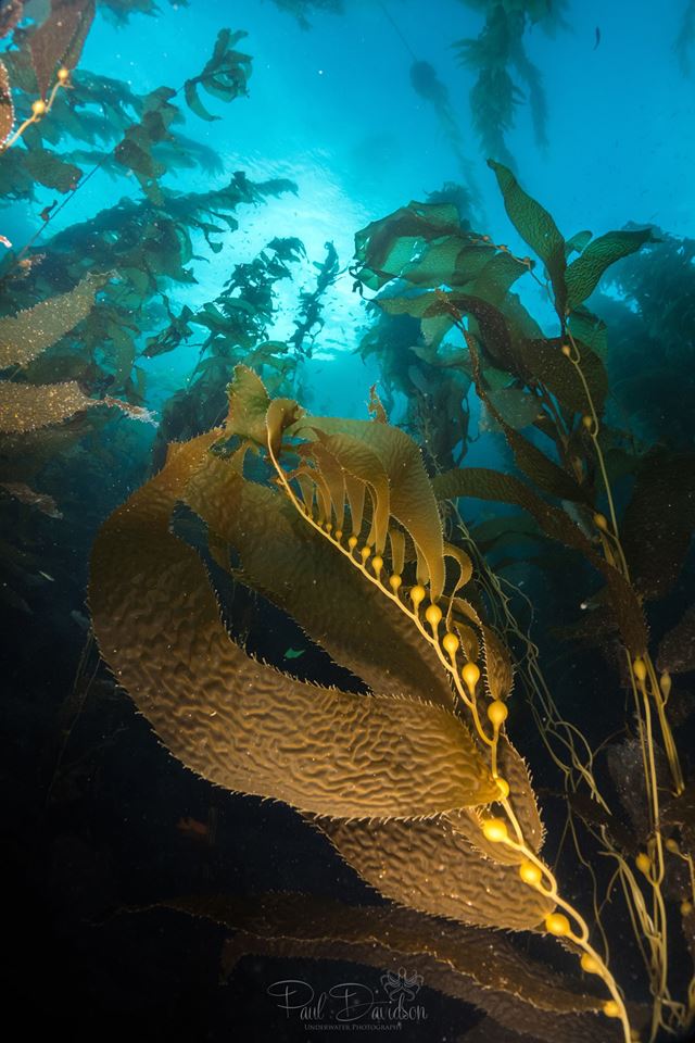 Cold Water and Kelp - Discount SCUBA Store :: We're DiveCenter.com in ...