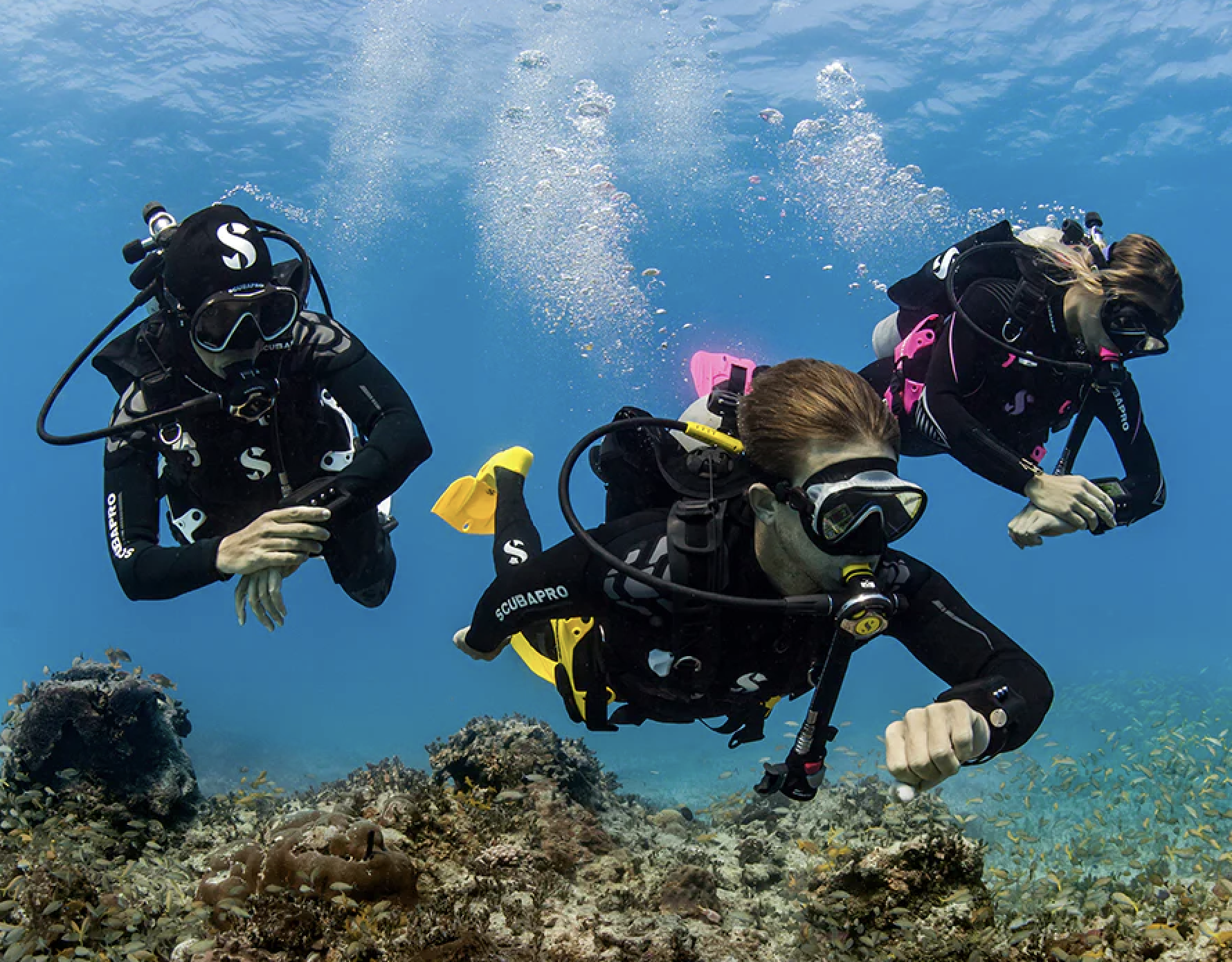 Best Group Tropical Trip June 2024! All inclusive dive expedition ...