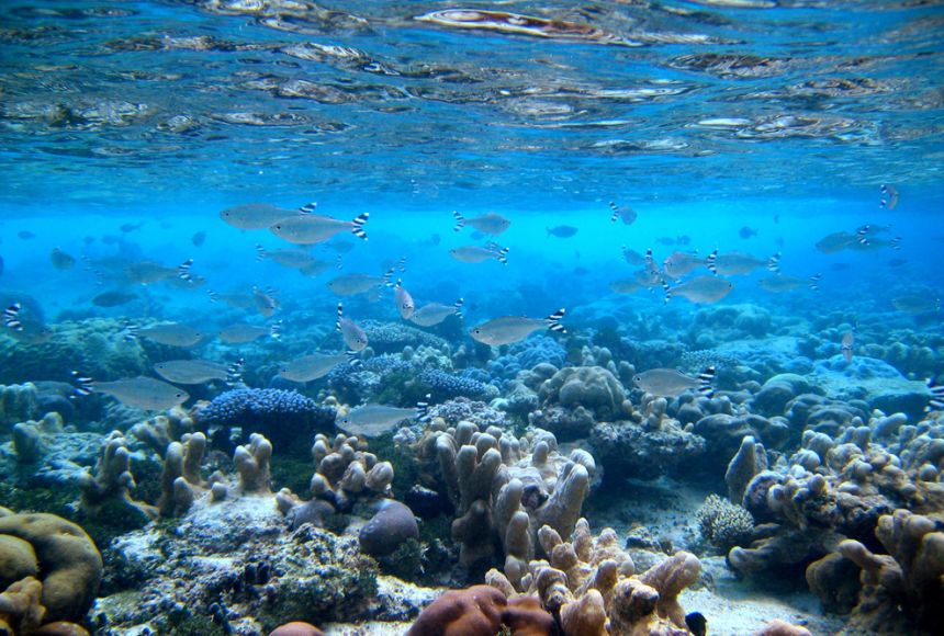 Preserving Our Oceans: The Vitality of Marine Protected Areas for ...