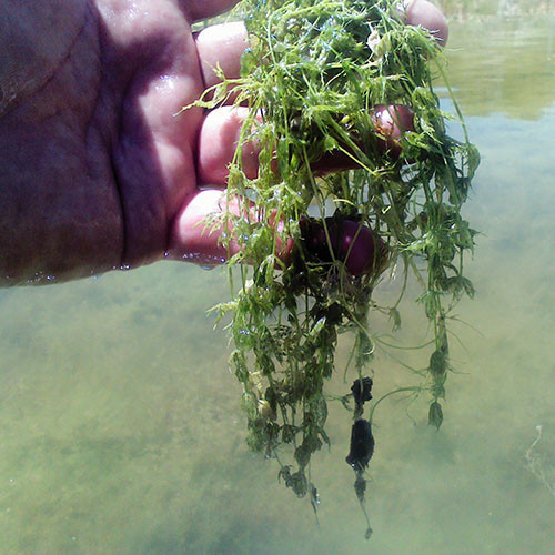 Pond Algae and Green Pond Scum Facts