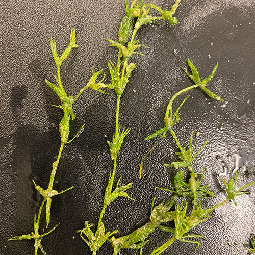 Pond Algae and Green Pond Scum Facts