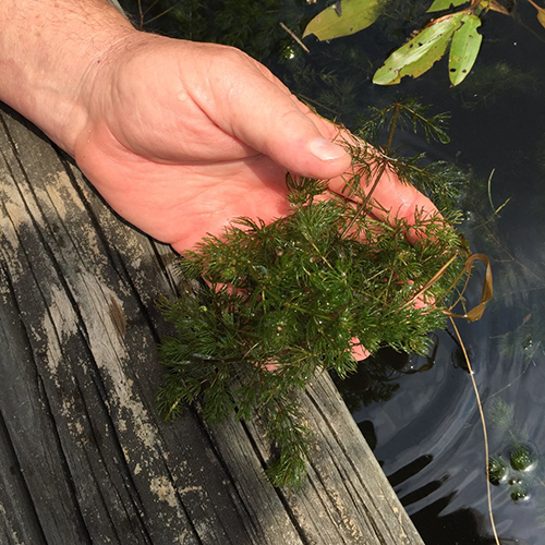Coontail- Aquatic Plant
