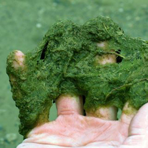 Pond Algae and Green Pond Scum Facts