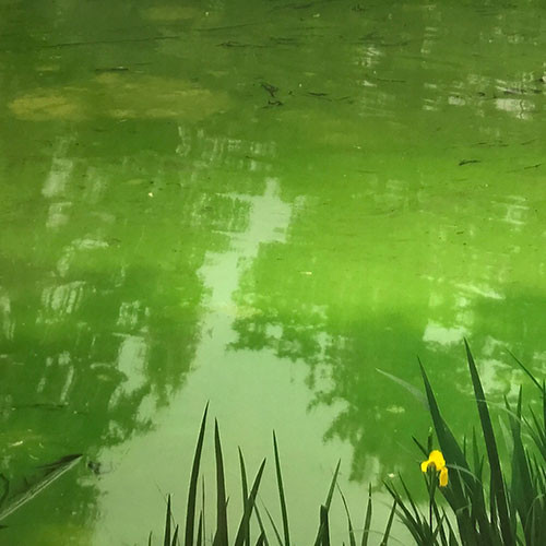 Pond Algae and Green Pond Scum Facts