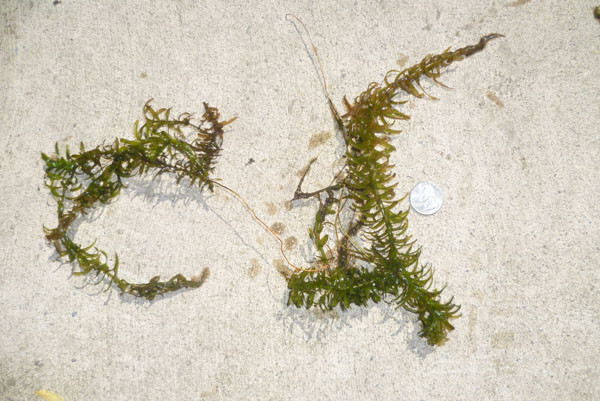 Hydrilla Verticillata Characteristics - Submerged Aquatic Weed
