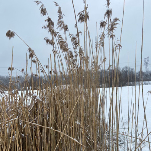 Phragmites Australis