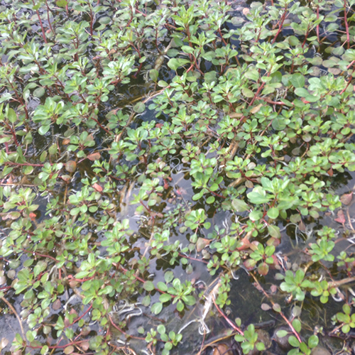 Creeping-Water-Primrose