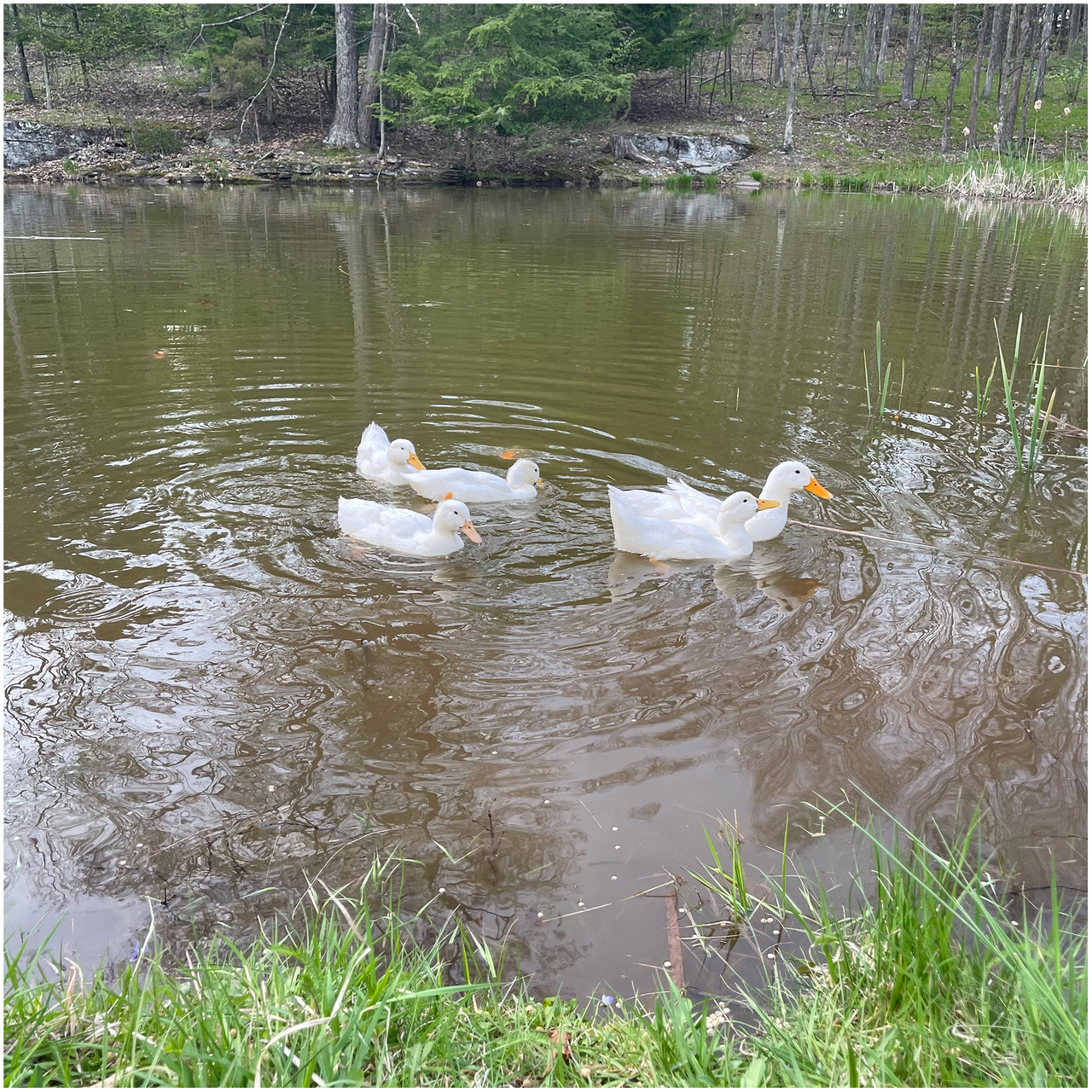 Waterfowl Feed For Ducks and Geese