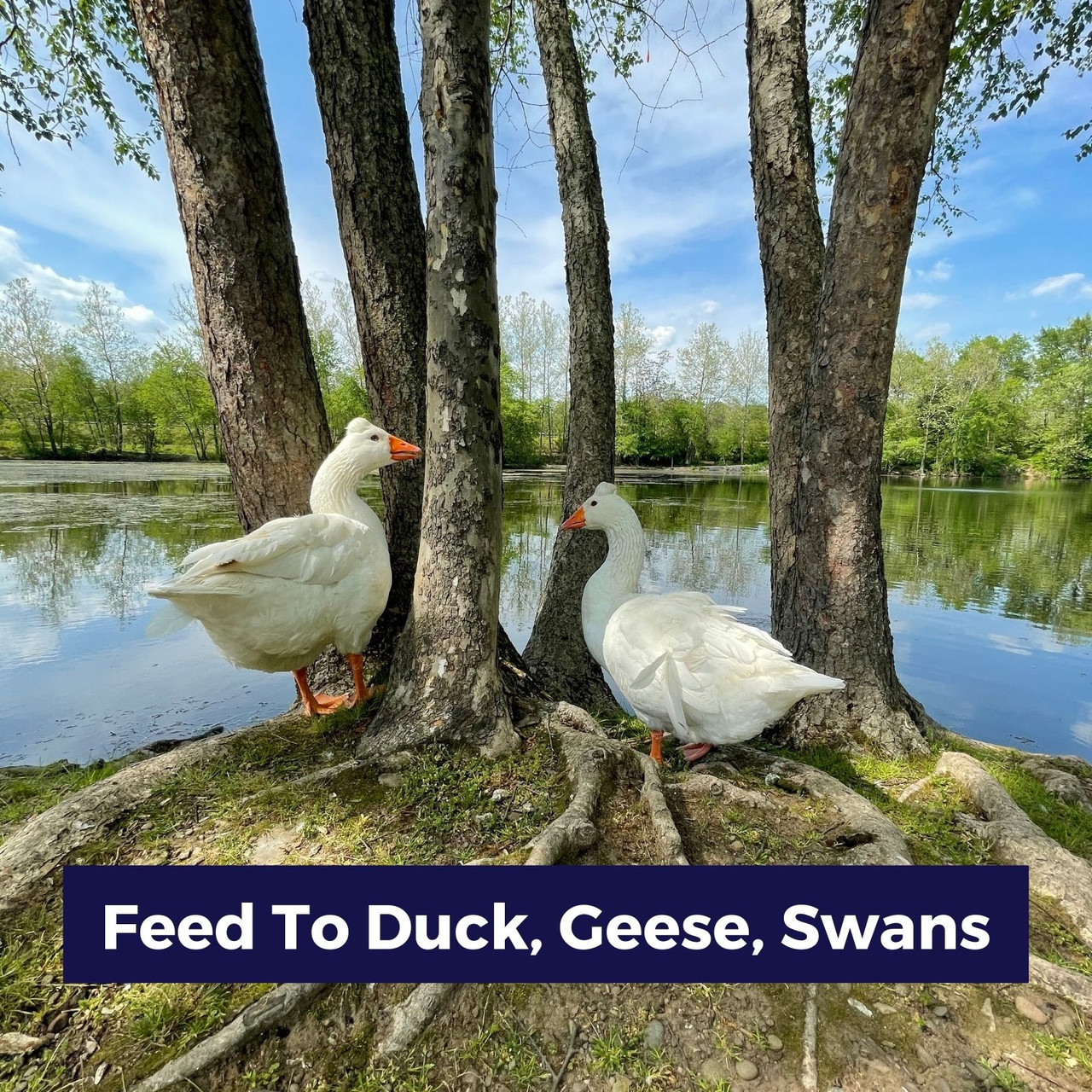 Waterfowl Feed For Ducks and Geese