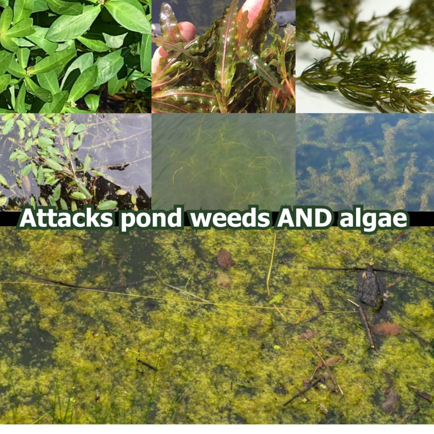 Hydrothol Granular Aquatic Herbicide 20 lb