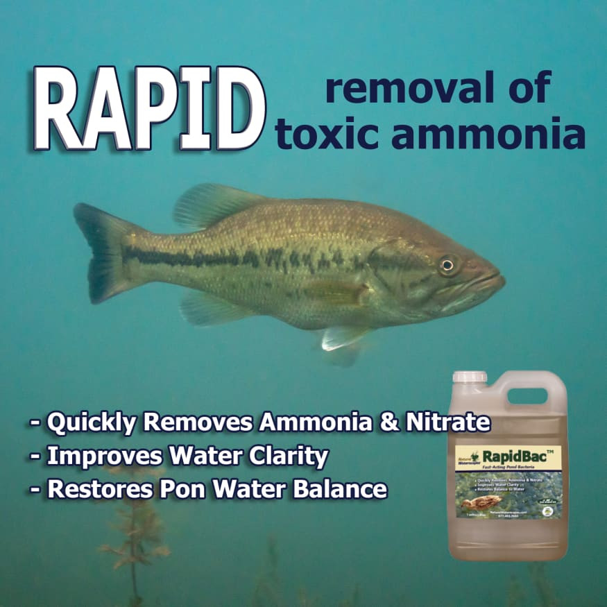RapidBac Pond Bacteria 1 Gallon
