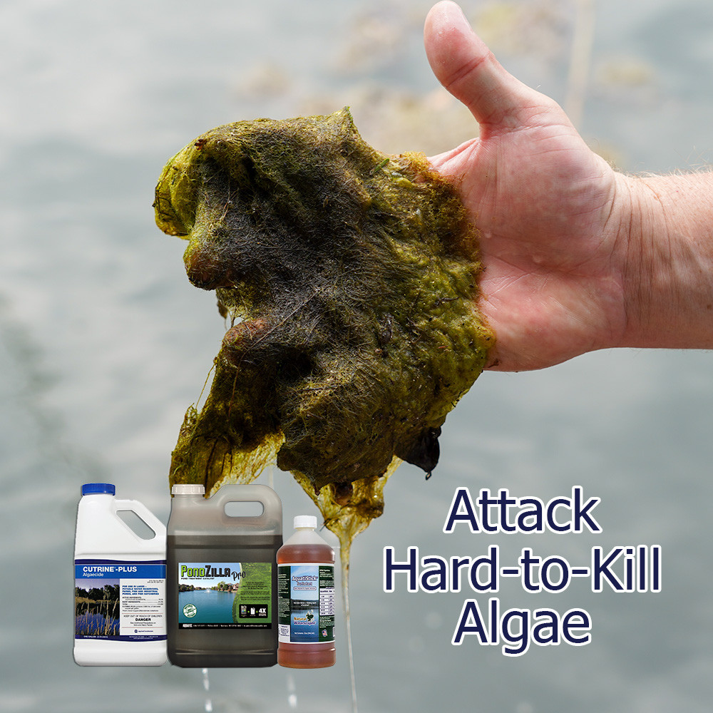 Algae Control Pond Package - Professional Algae Killer