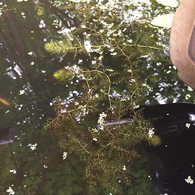 Bladderwort-Plants