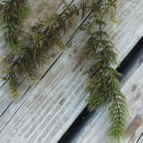 Coontail- Aquatic Plant