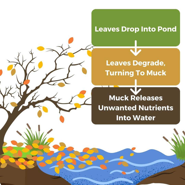 Fall-Pond-Turnover-And-Seasonal-Water-Quality-Changes