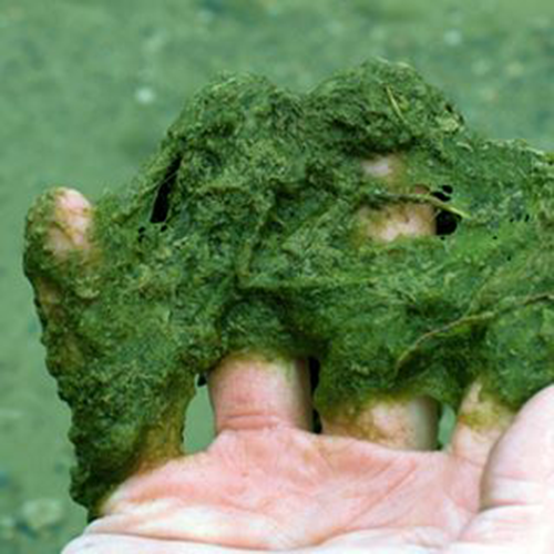 Pond Algae and Green Scum Facts