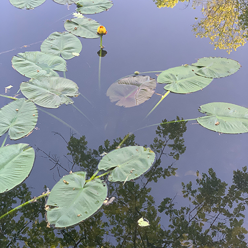 Spatterdock Lily