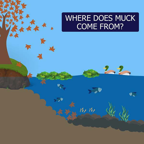 Pond Sludge