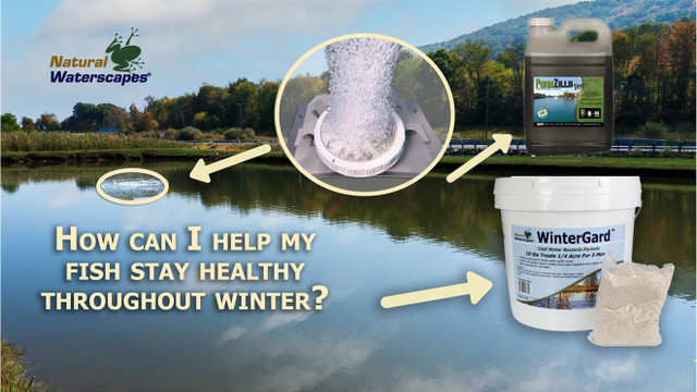 Fall-Pond-Turnover-And-Seasonal-Water-Quality-Changes