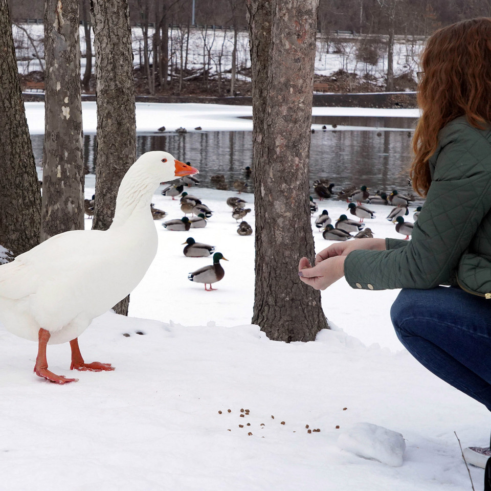 Waterfowl Feed Floating Duck Food 20 lb
