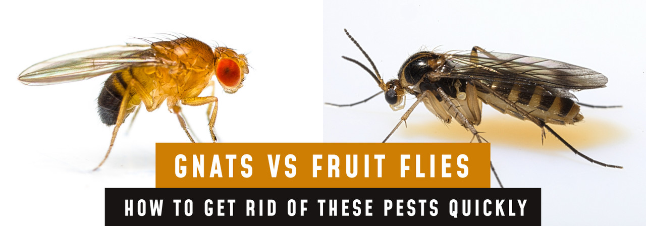 Gnats Vs Fruit Flies How To Get Rid of These Pests Quickly Trash Cans Unlimited