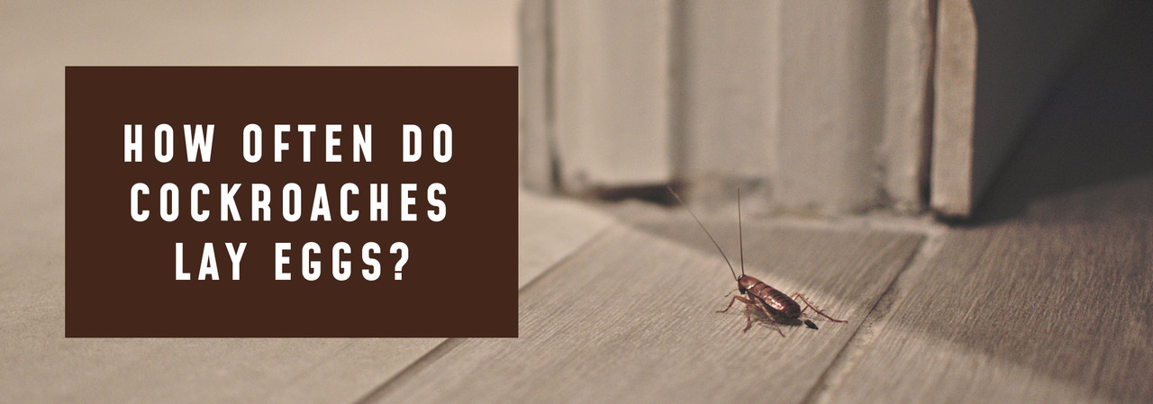 How Often Do Cockroaches Lay Eggs: A Complete Reproductive Timeline ...