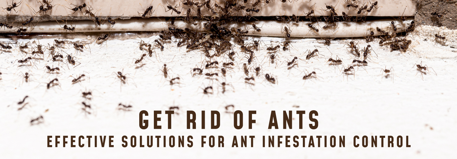 Get Rid of Ants: Effective Solutions for Ant Infestation Control ...