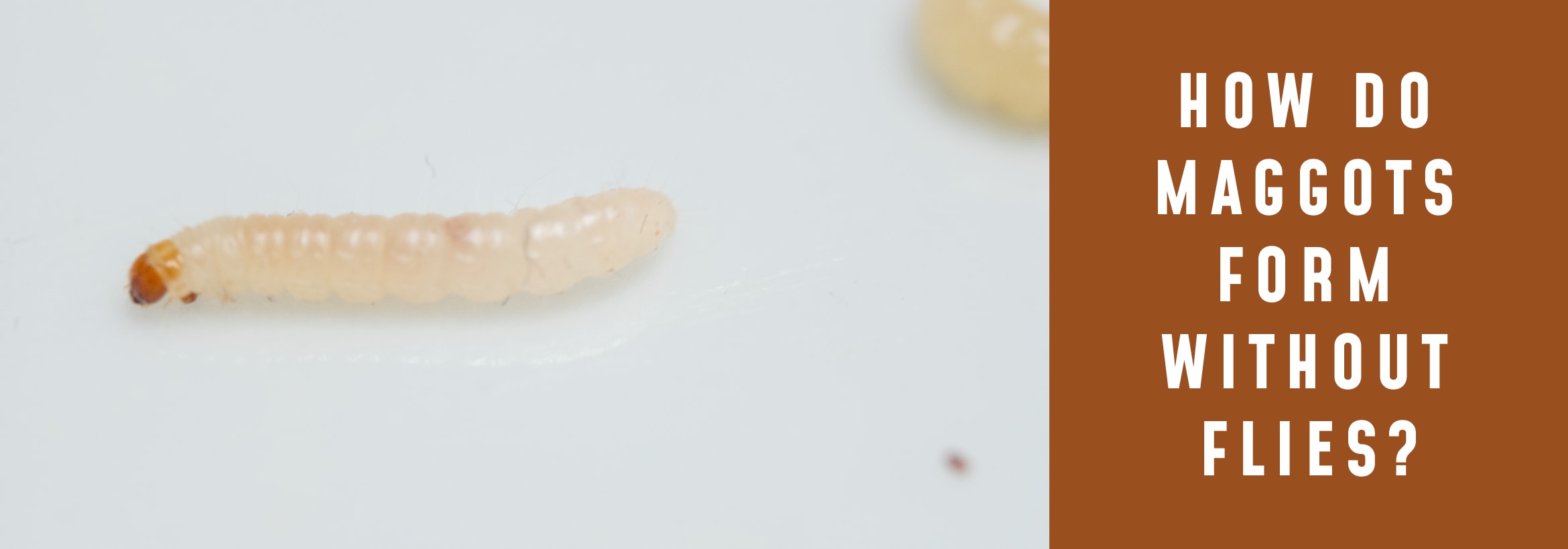 How Do Maggots Form Without Flies: The Science Explained - Trash Cans ...