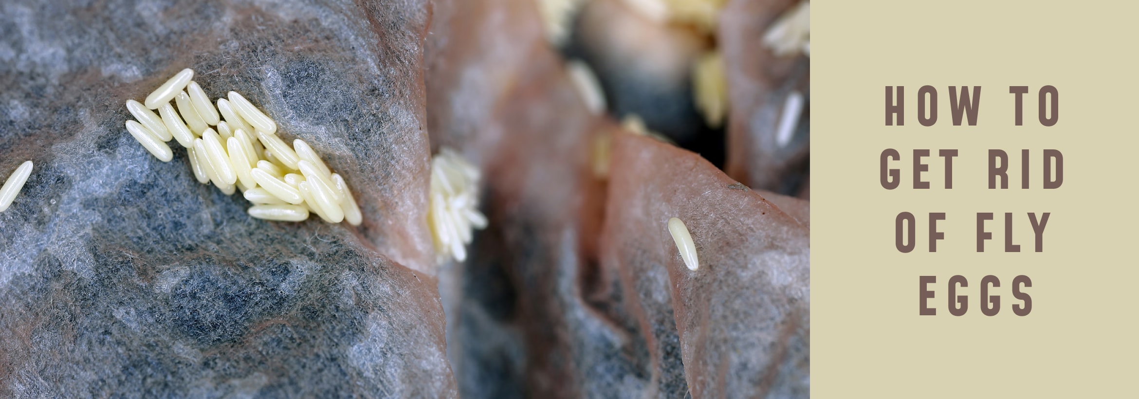 How To Get Rid Of Fly Eggs: Effective Methods for Quick Elimination ...