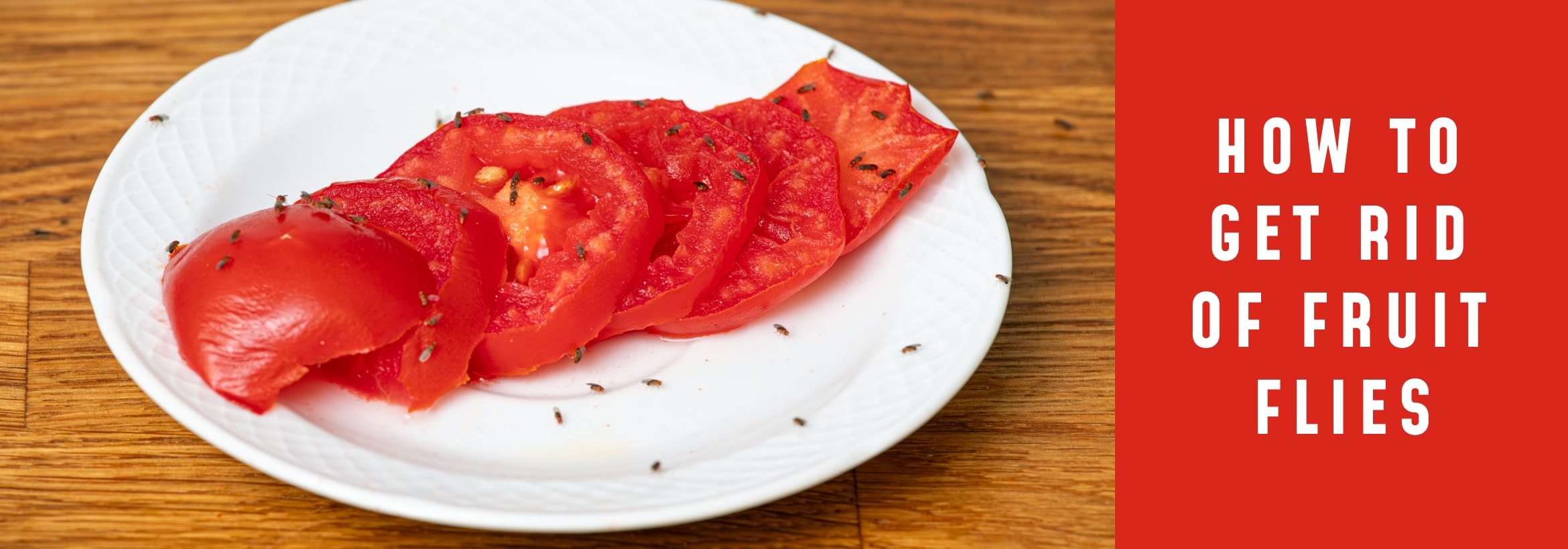 How To Get Rid Of Fruit Flies: Effective and Easy Solutions - Trash ...