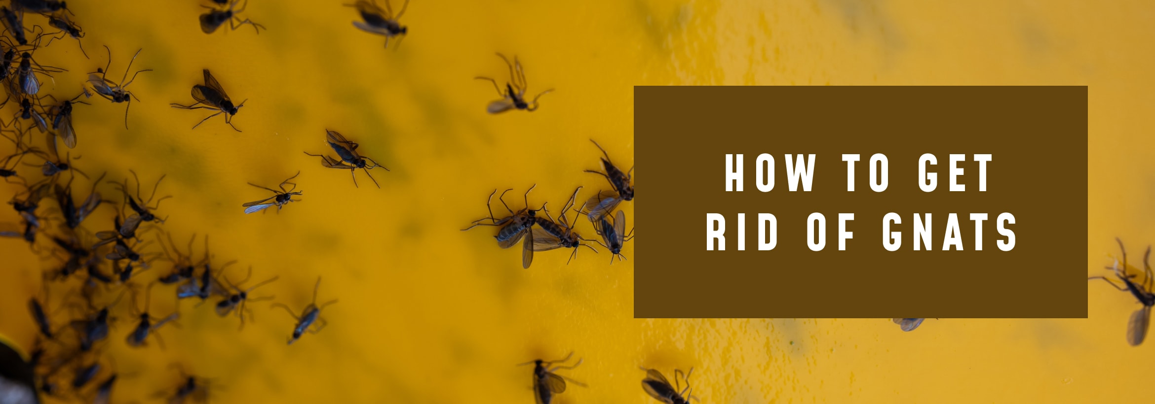 How To Get Rid Of Gnats: Fast & Effective Methods That Work - Trash ...