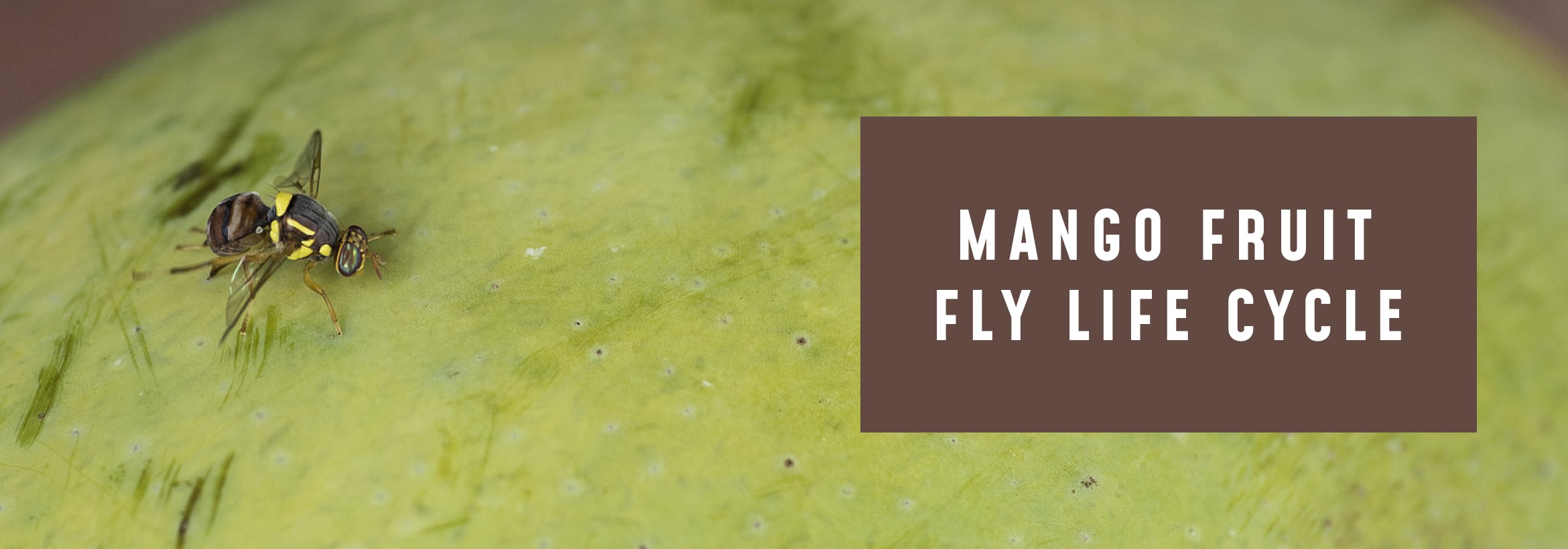 Mango Fruit Fly Life Cycle: From Egg to Adult in 30 Days - Trash Cans ...